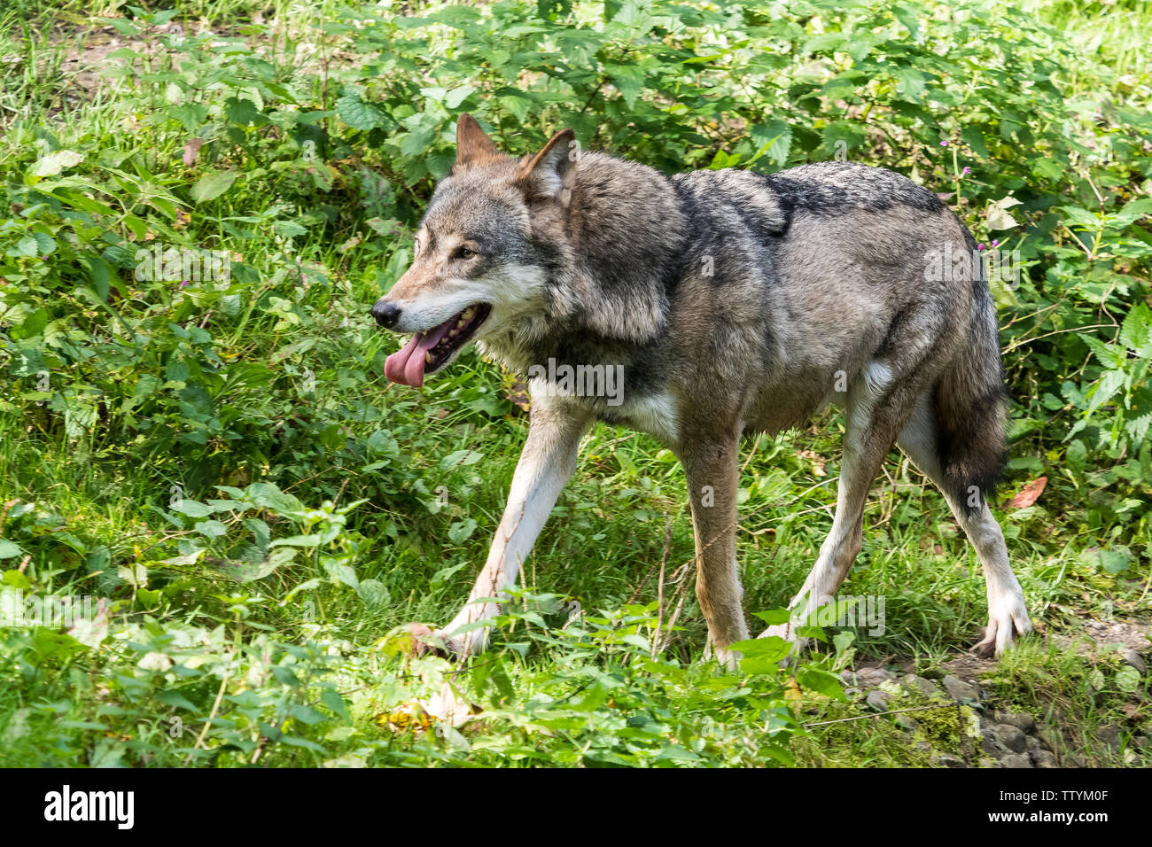 The wolf, Canis lupus, also known as the grey wolf or timber wolf is a ...