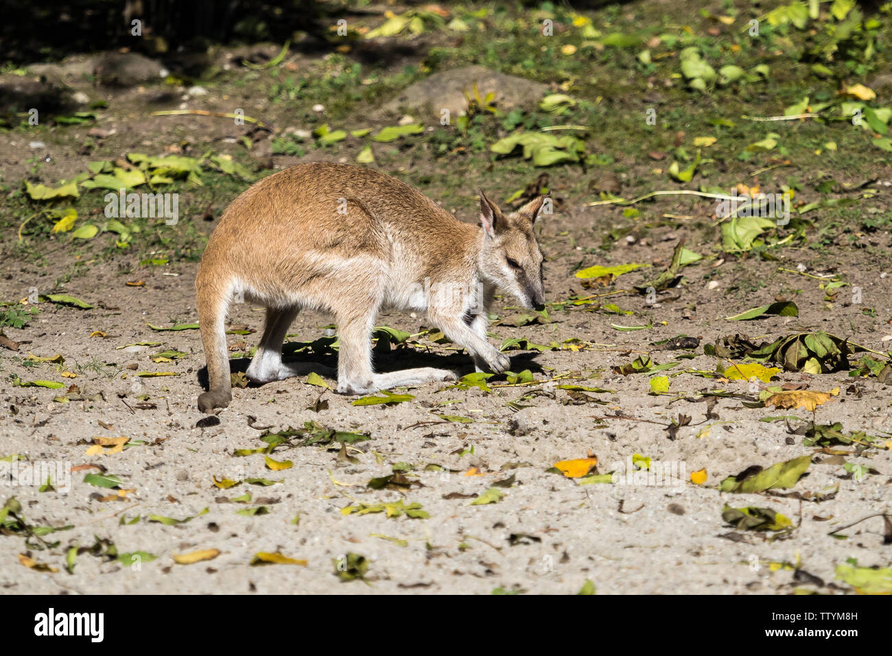The agile wallaby, Macropus agilis also known as the sandy wallaby is a ...