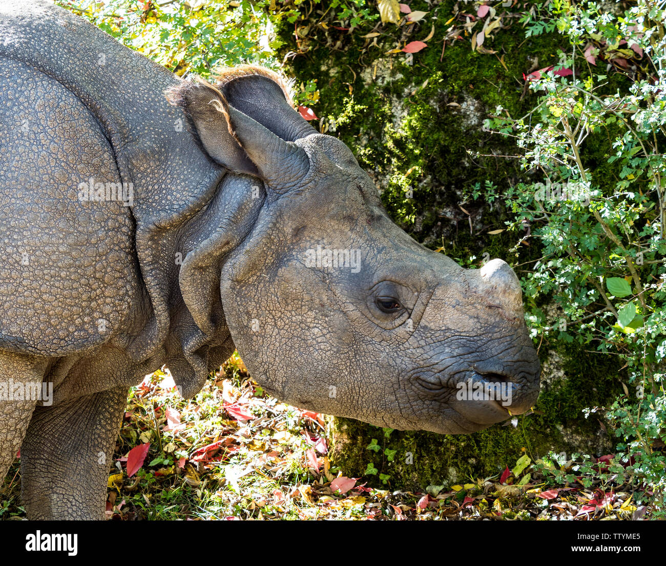 The Indian Rhinoceros, Rhinoceros unicornis is also called Greater One ...