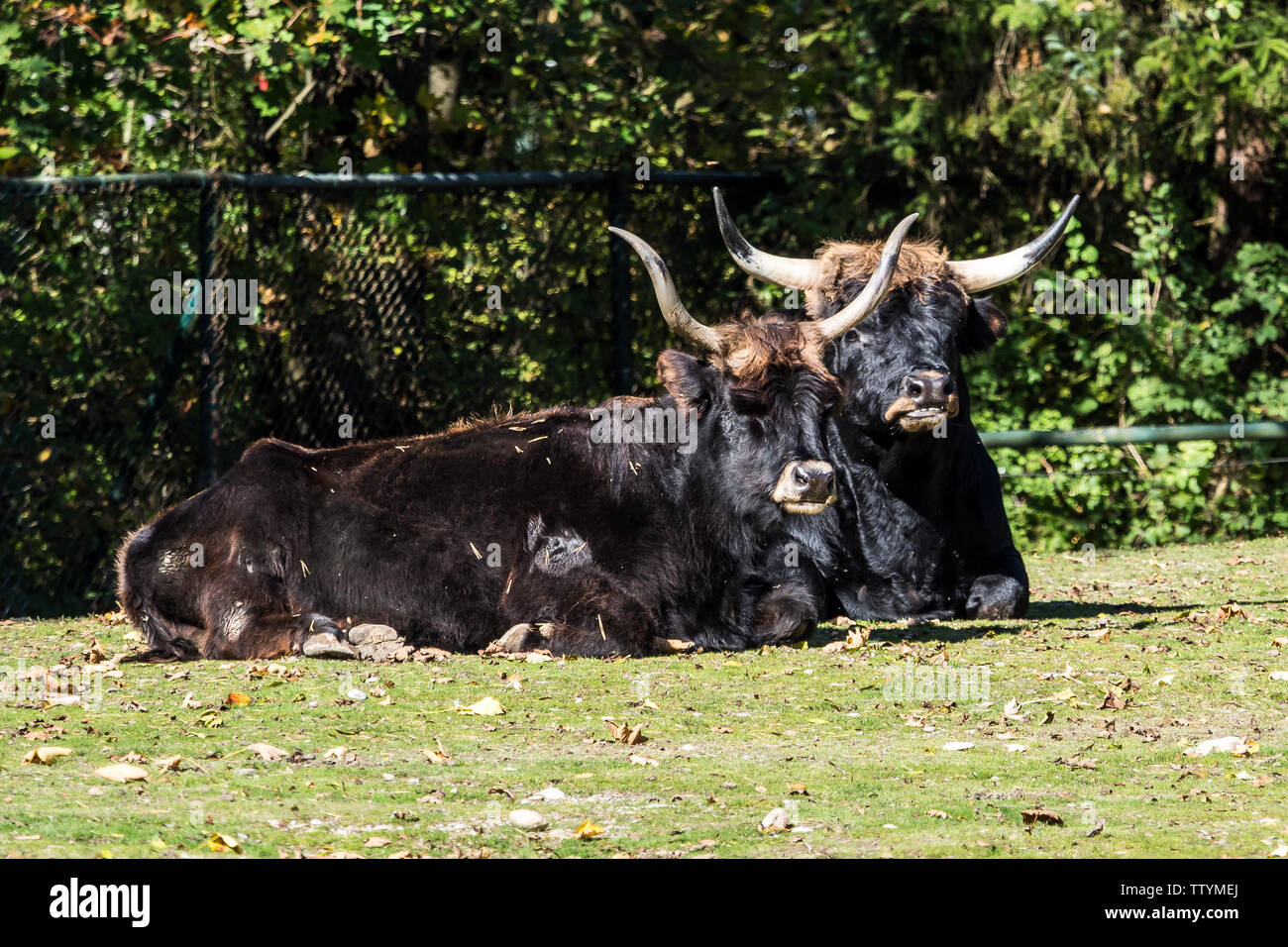 Heck cattle, Bos primigenius taurus, claimed to resemble the extinct ...