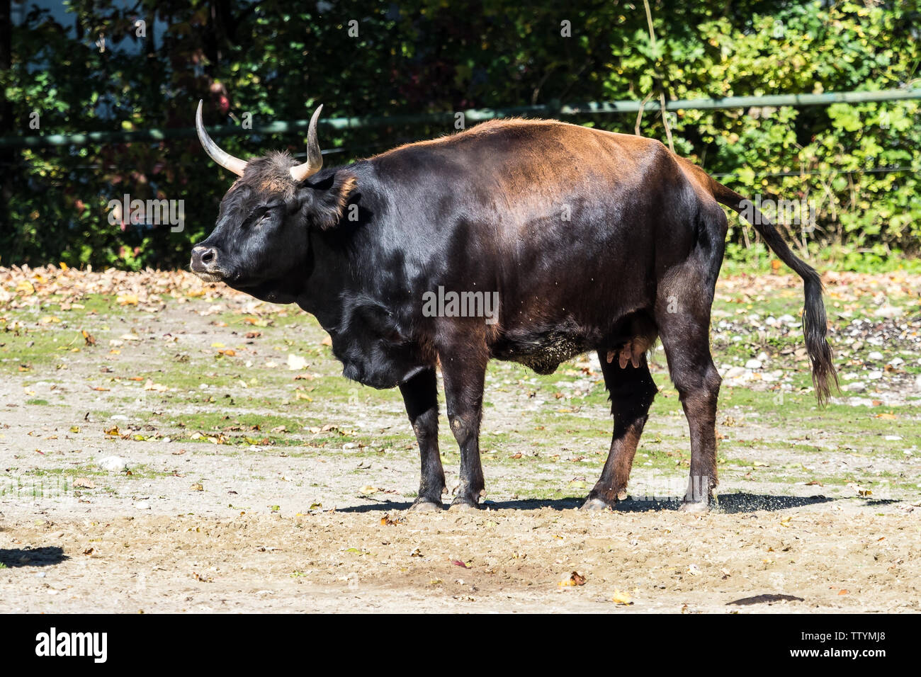 Heck cattle, Bos primigenius taurus, claimed to resemble the extinct ...