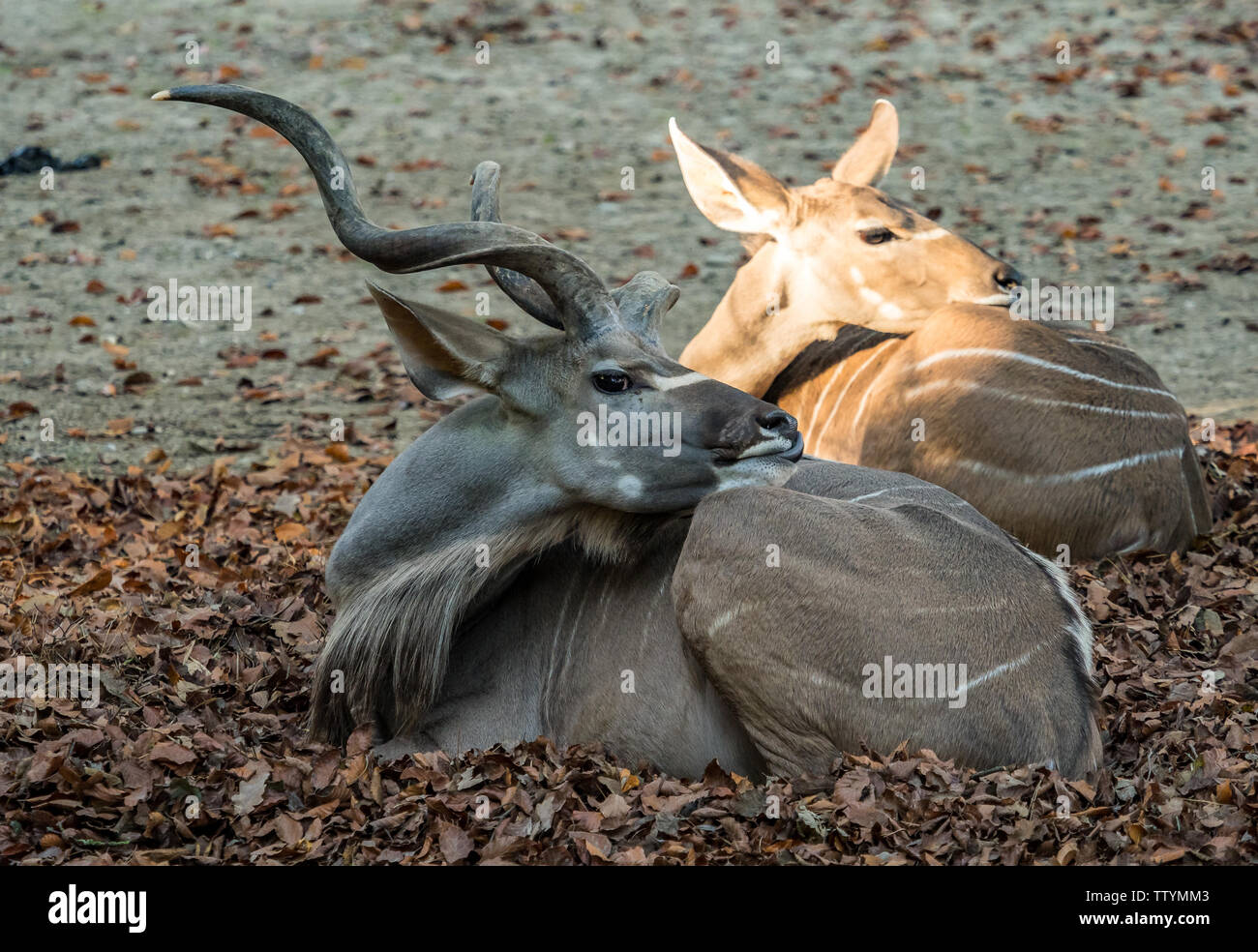 Indian Blackbuck, Antelope cervicapra or Indian antelope. The blackbuck ...