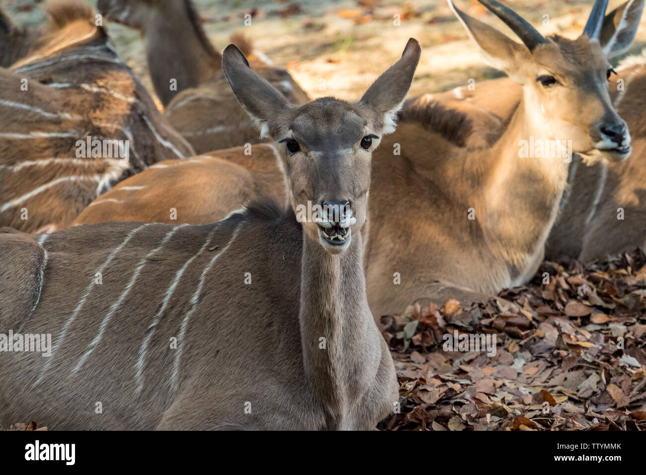 Indian Blackbuck, Antelope cervicapra or Indian antelope. The blackbuck ...