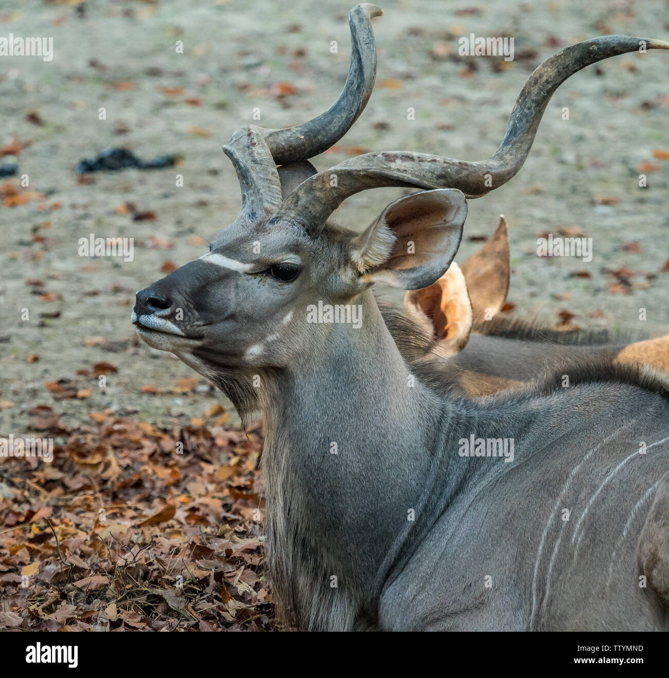 Indian Blackbuck, Antelope cervicapra or Indian antelope. The blackbuck ...
