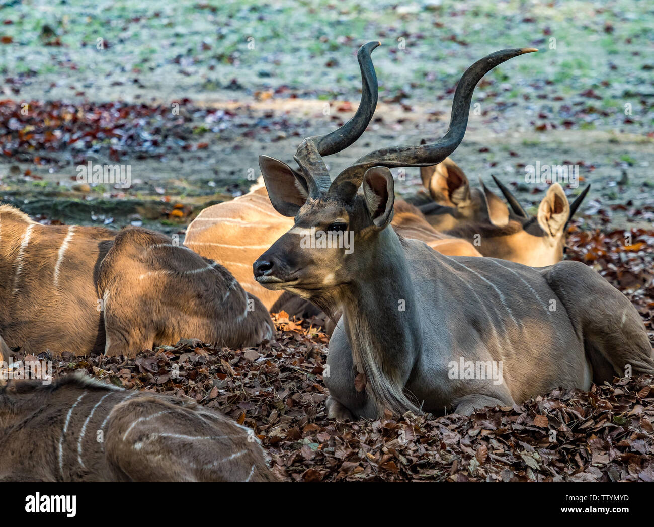 Indian Blackbuck, Antelope cervicapra or Indian antelope. The blackbuck ...