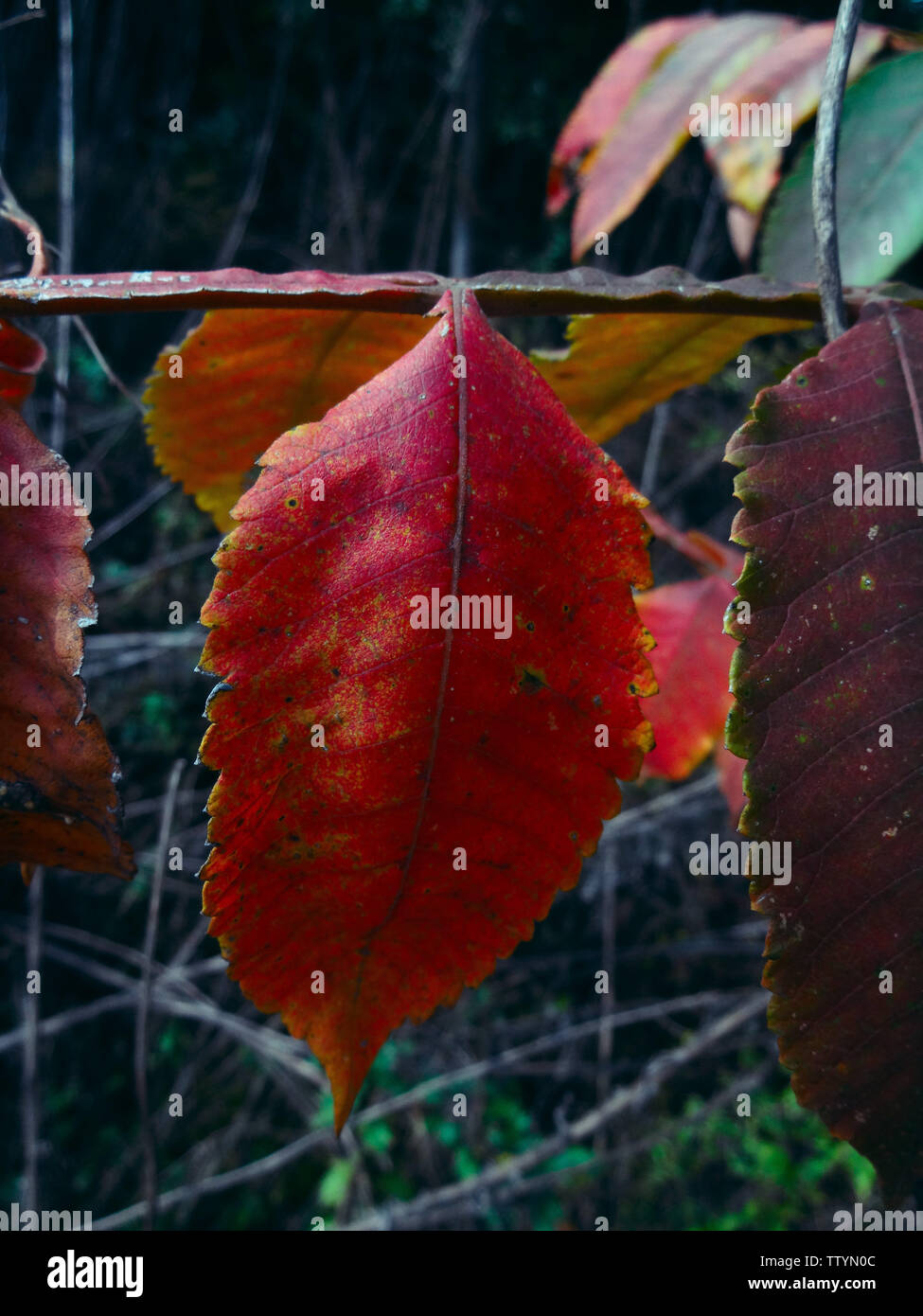 The leaves and fruits of the torch tree Stock Photo - Alamy