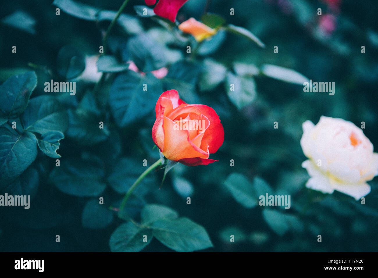 Moon flowers, roses, roses, bushes Stock Photo - Alamy