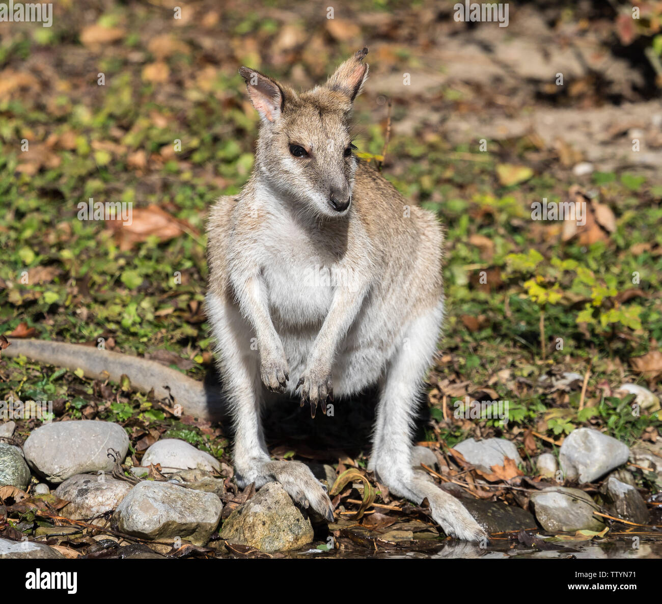 Wallaby Wallaby Hunting In New Zealand
