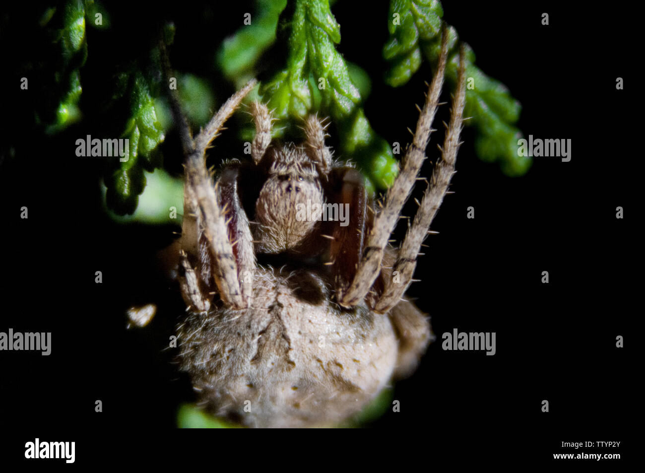 Gentle spiders hi-res stock photography and images - Alamy