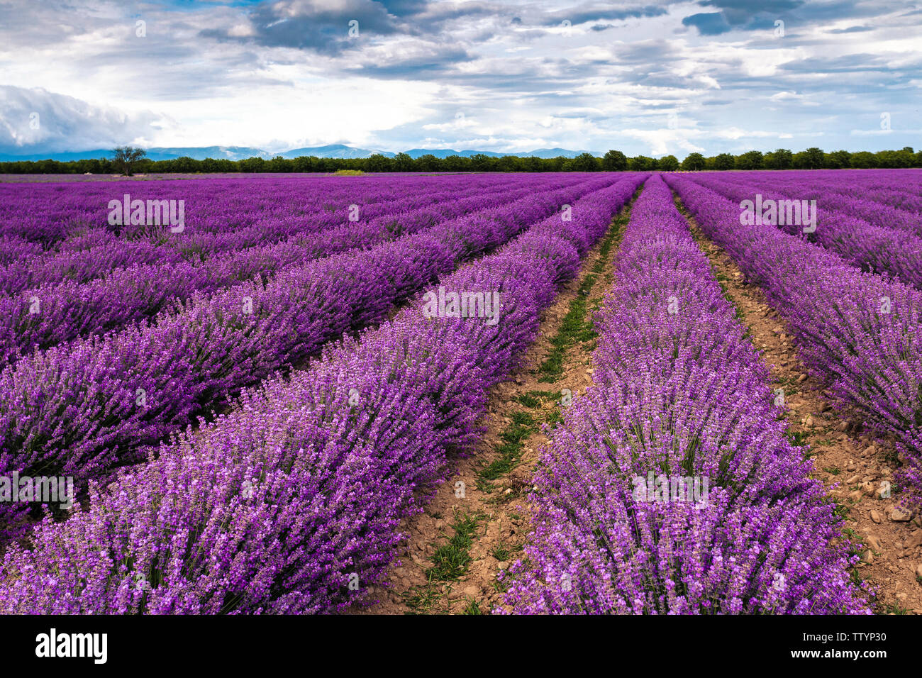 Rows of lavender plants hi-res stock photography and images - Alamy