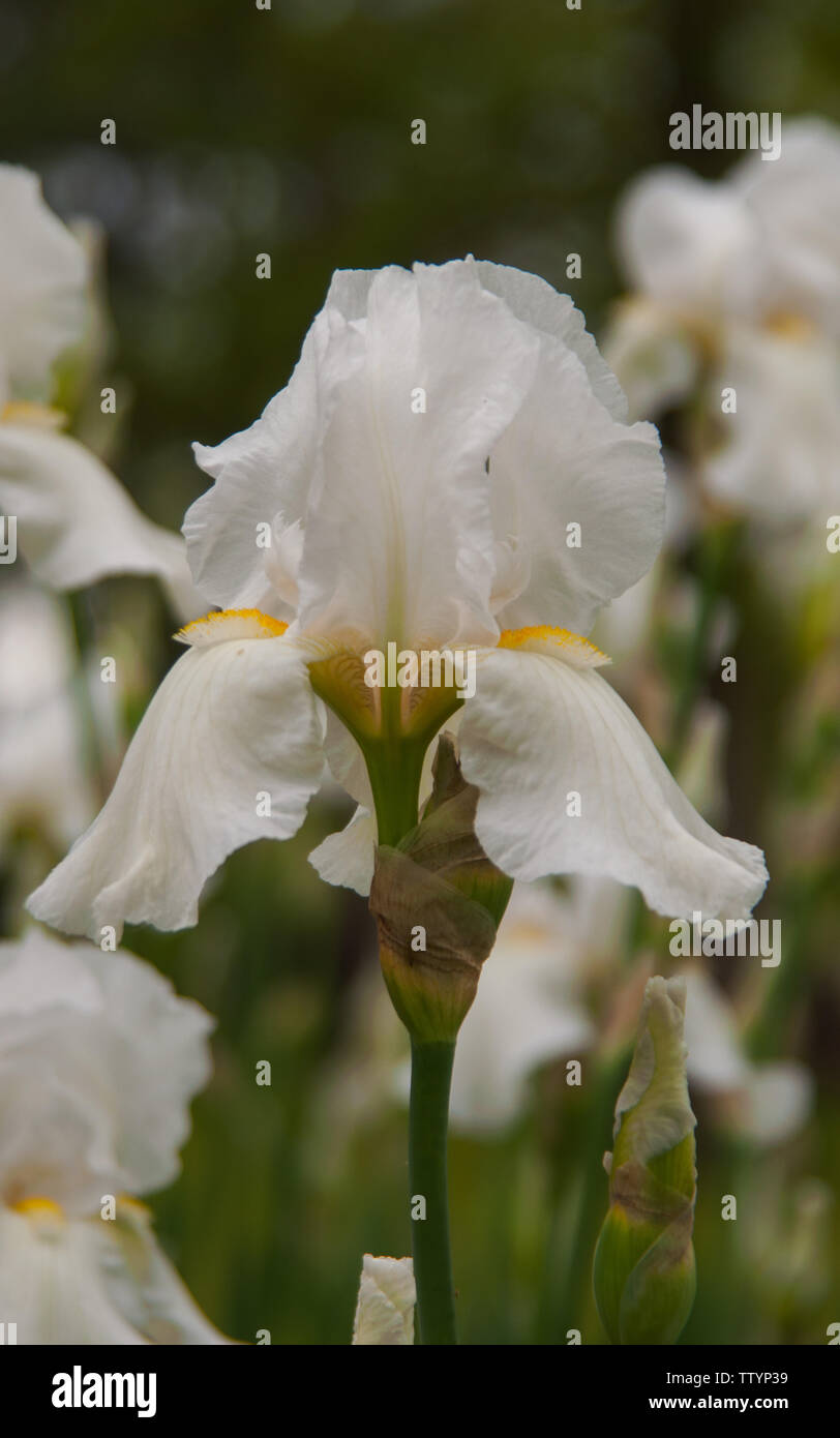 Pure flower hi-res stock photography and images - Alamy