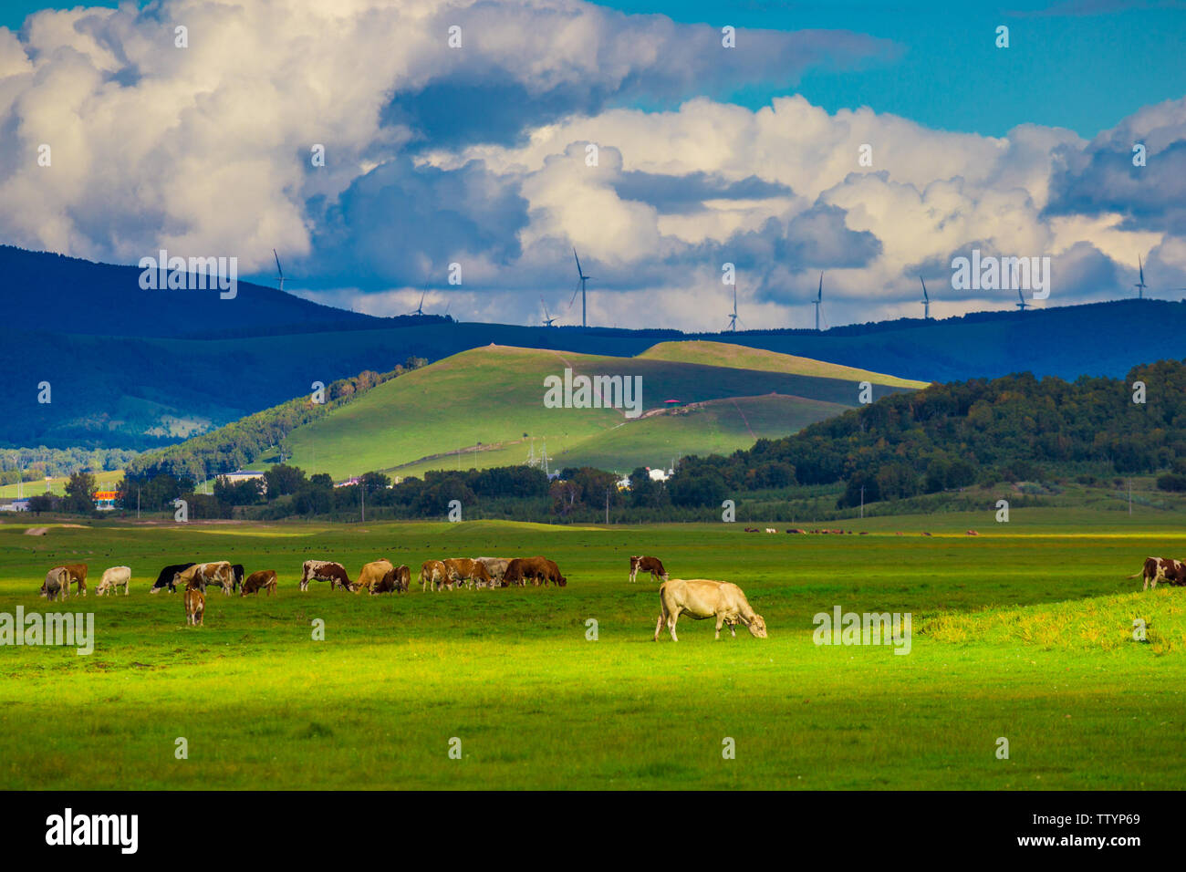 Pastoral areas livestock hi-res stock photography and images - Alamy