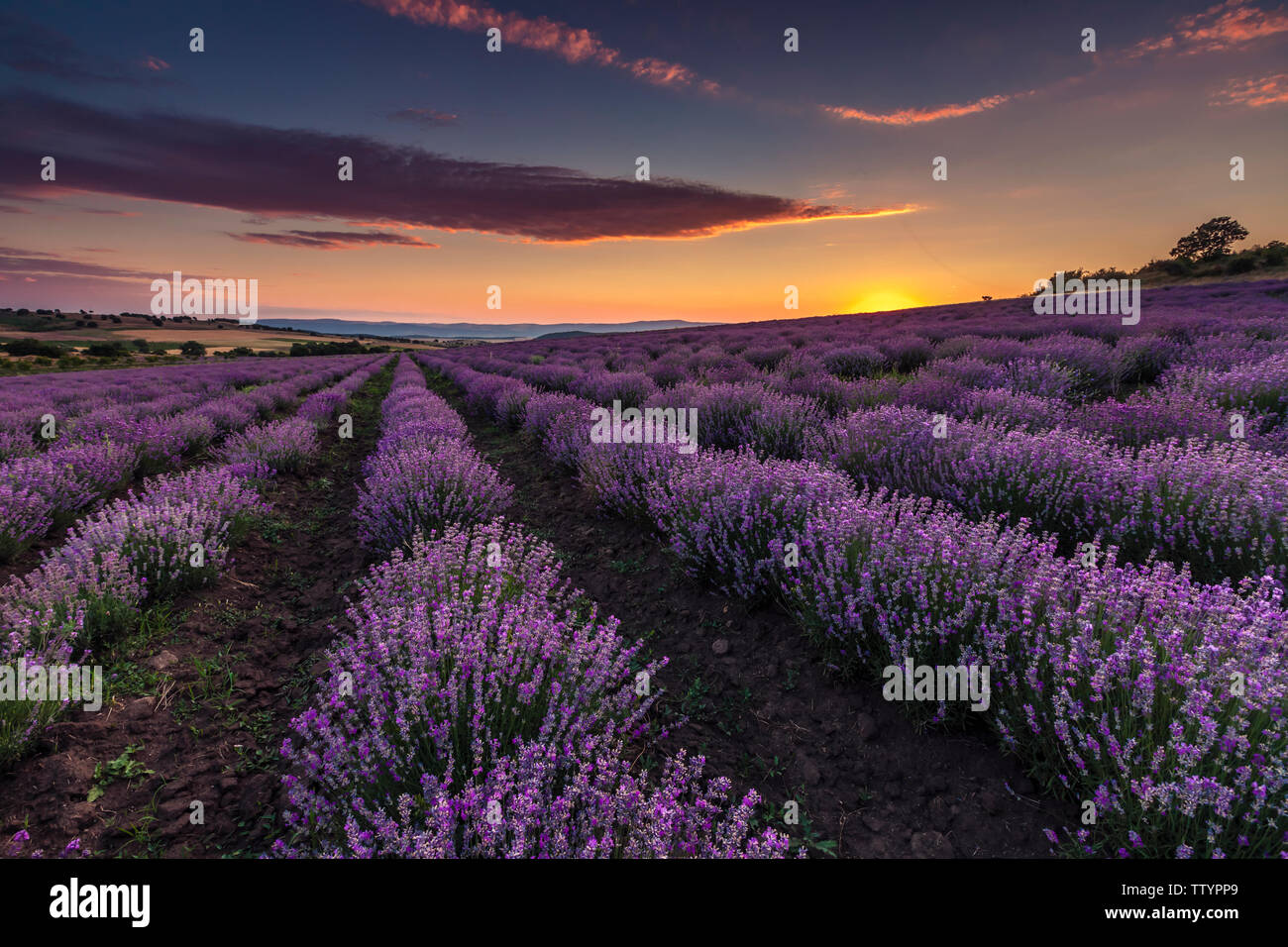 Bulgarian lavender field at sunrise Stock Photo - Alamy