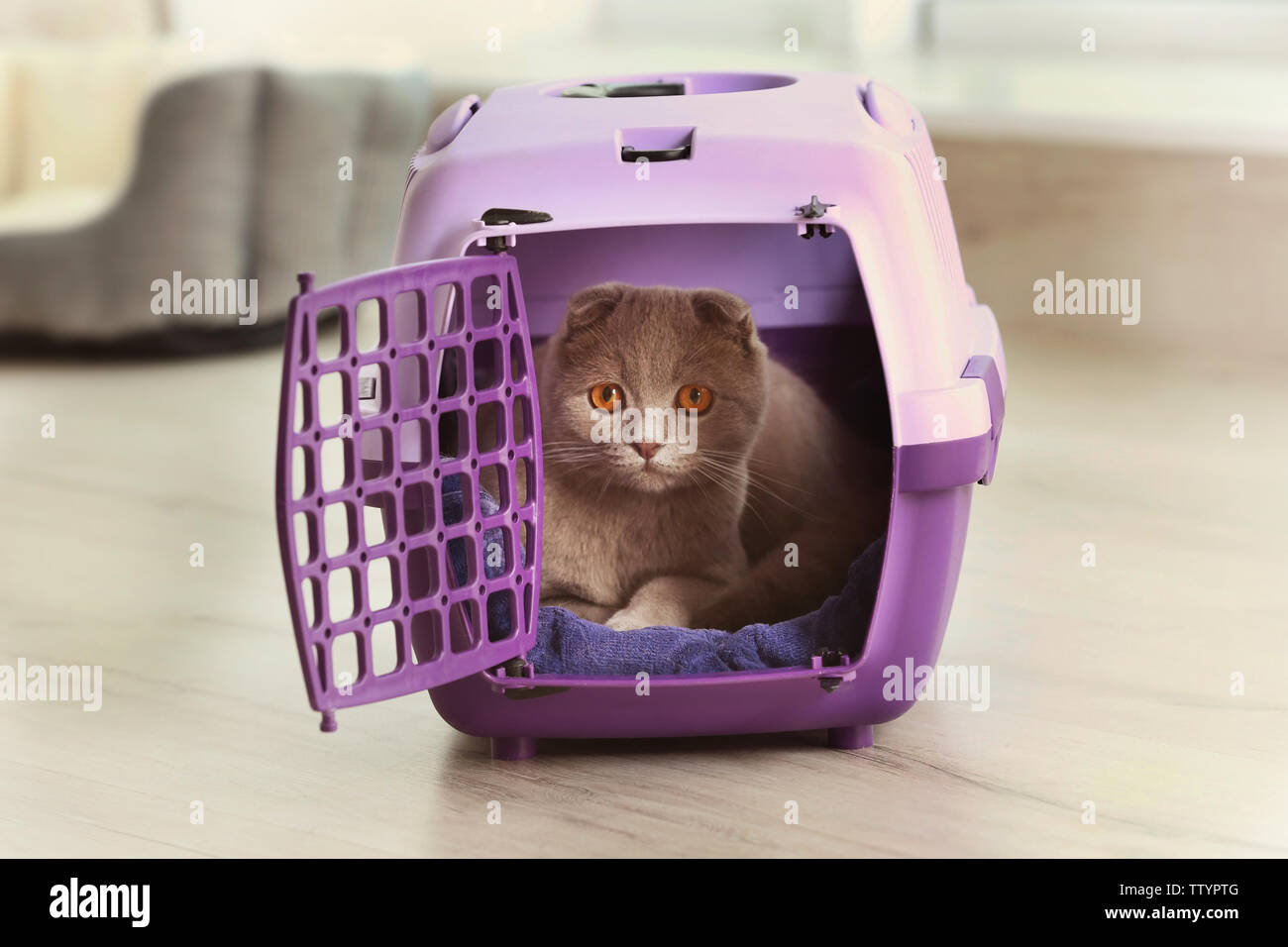 Cute funny cat in plastic carrier at home Stock Photo - Alamy