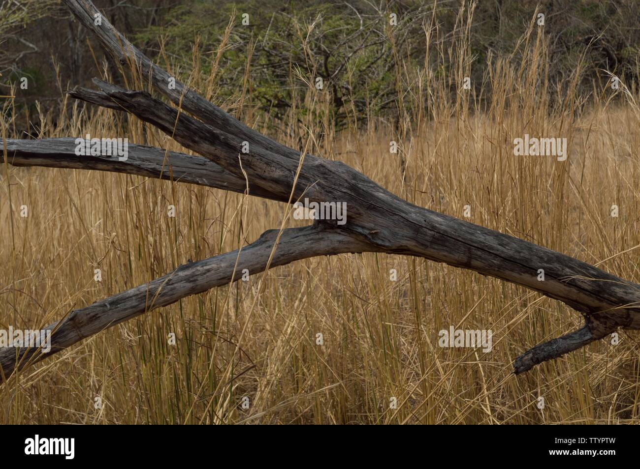 Dried out field with dry grass and tree branches Stock Photo - Alamy