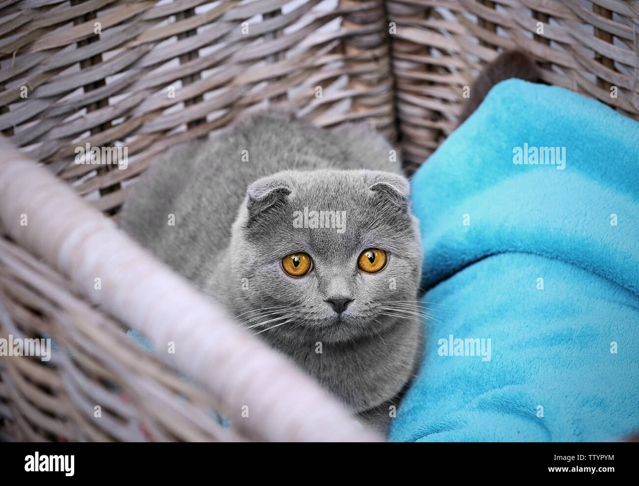 Cute funny cat hiding in wicker box at home Stock Photo - Alamy