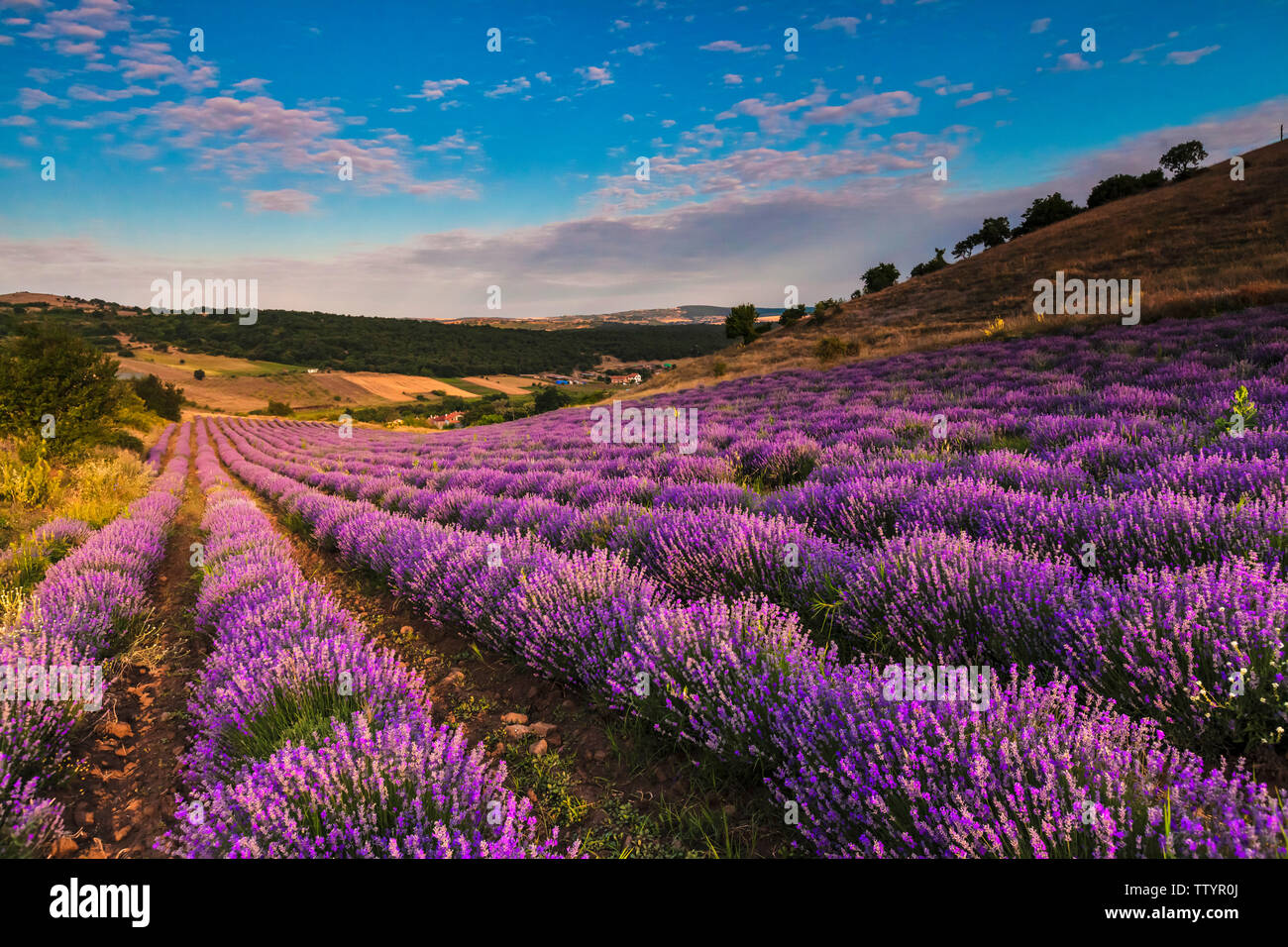 Bulgarian lavender field at sunrise Stock Photo - Alamy