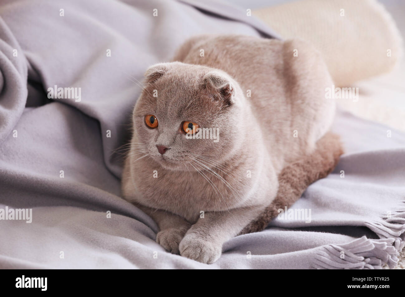 Cute funny cat lying on plaid at home Stock Photo - Alamy