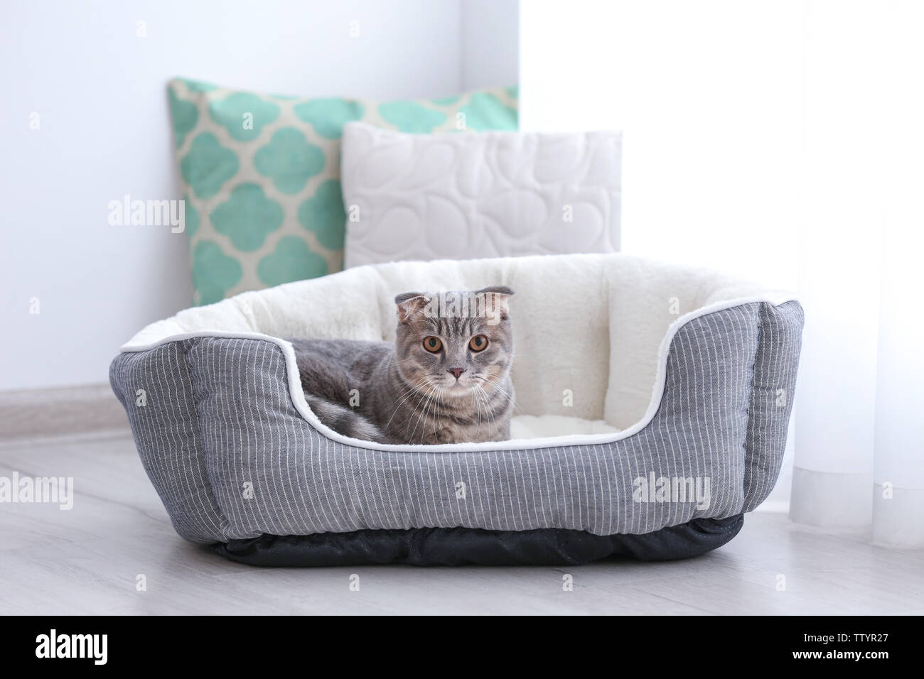 Cute funny cat in bed at home Stock Photo - Alamy