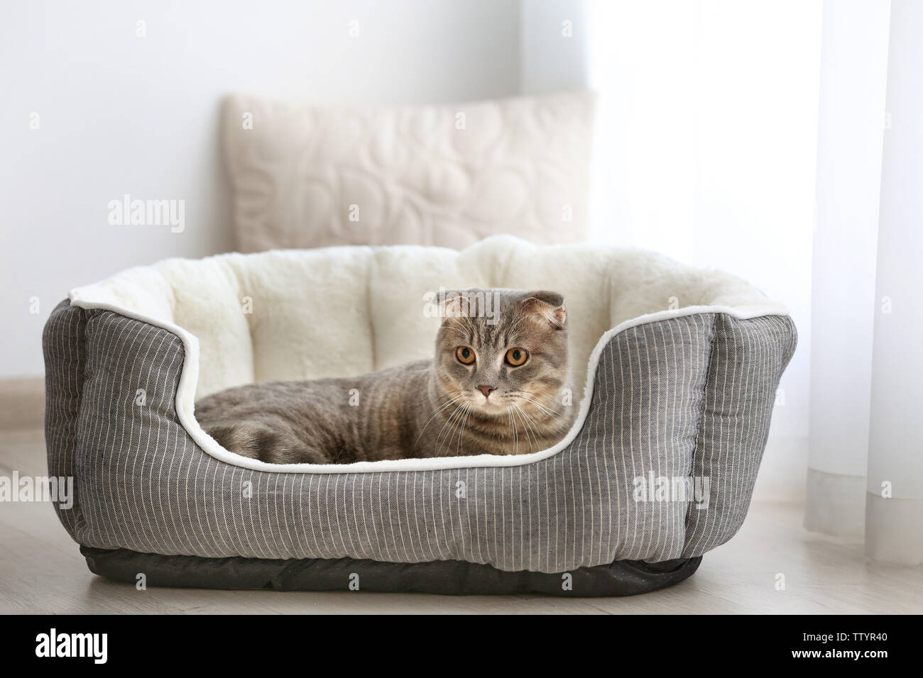 Cute funny cat in bed at home Stock Photo - Alamy