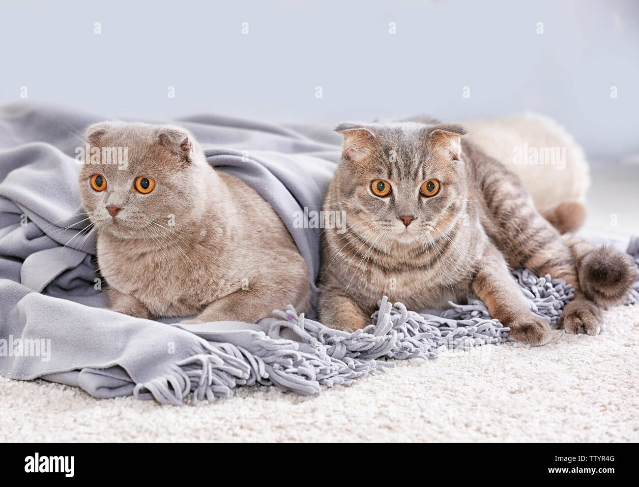 Cute funny cats lying on floor at home Stock Photo - Alamy