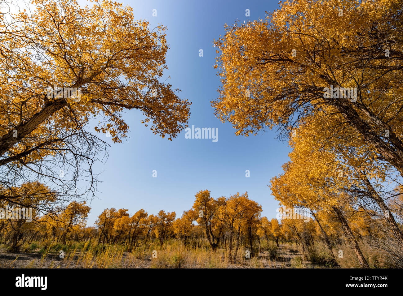 Hu Yang Lin in the sand Stock Photo - Alamy