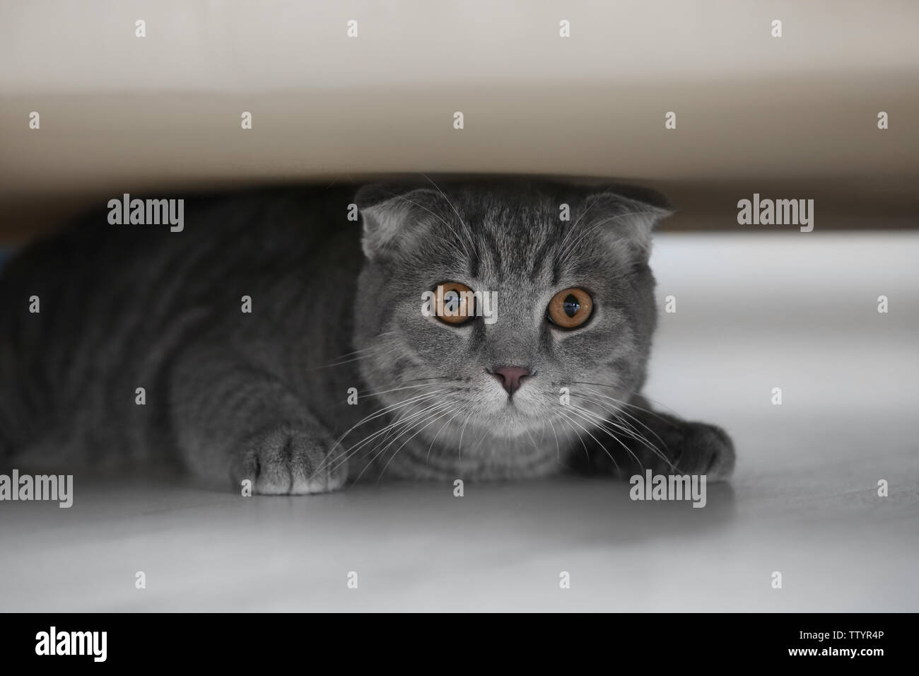 Cute funny cat hiding under furniture at home Stock Photo - Alamy