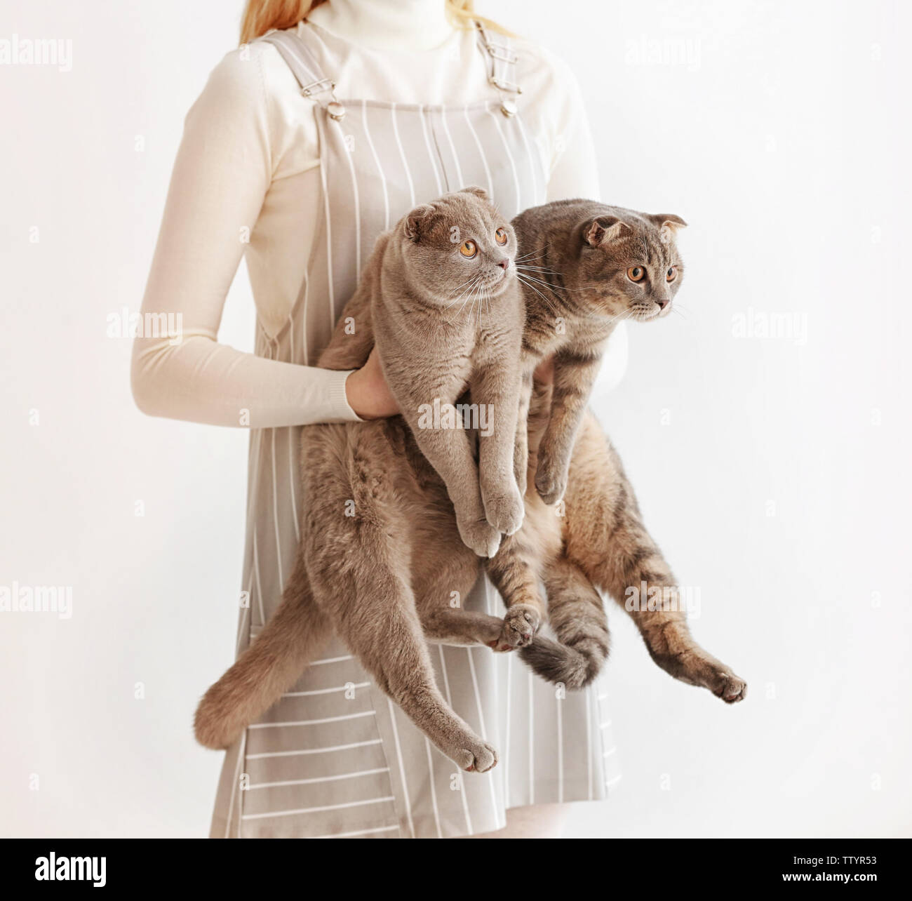 Owner cute funny cats hi-res stock photography and images - Alamy