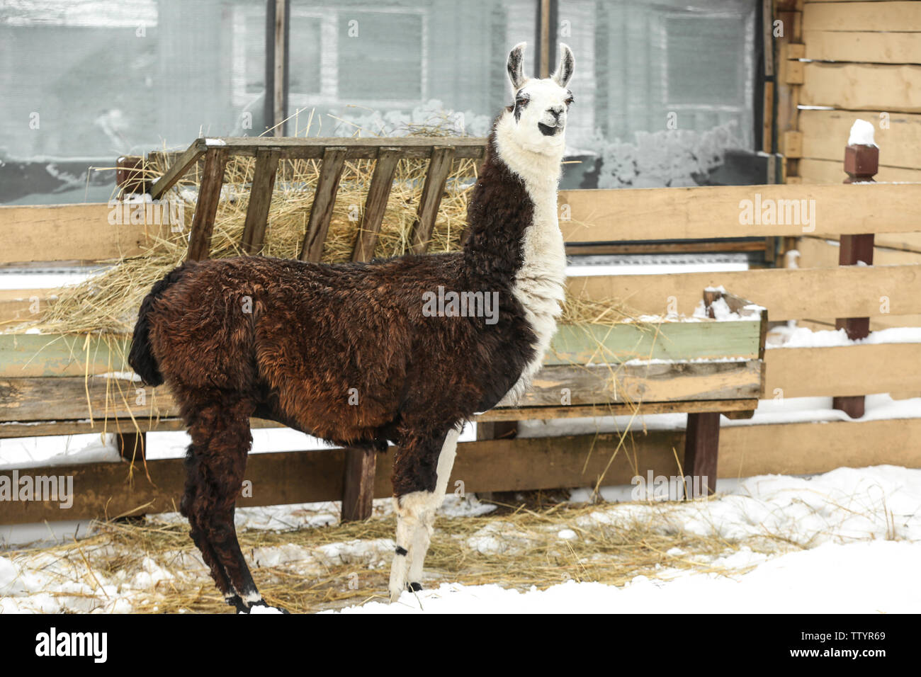 Funny lama hi-res stock photography and images - Alamy