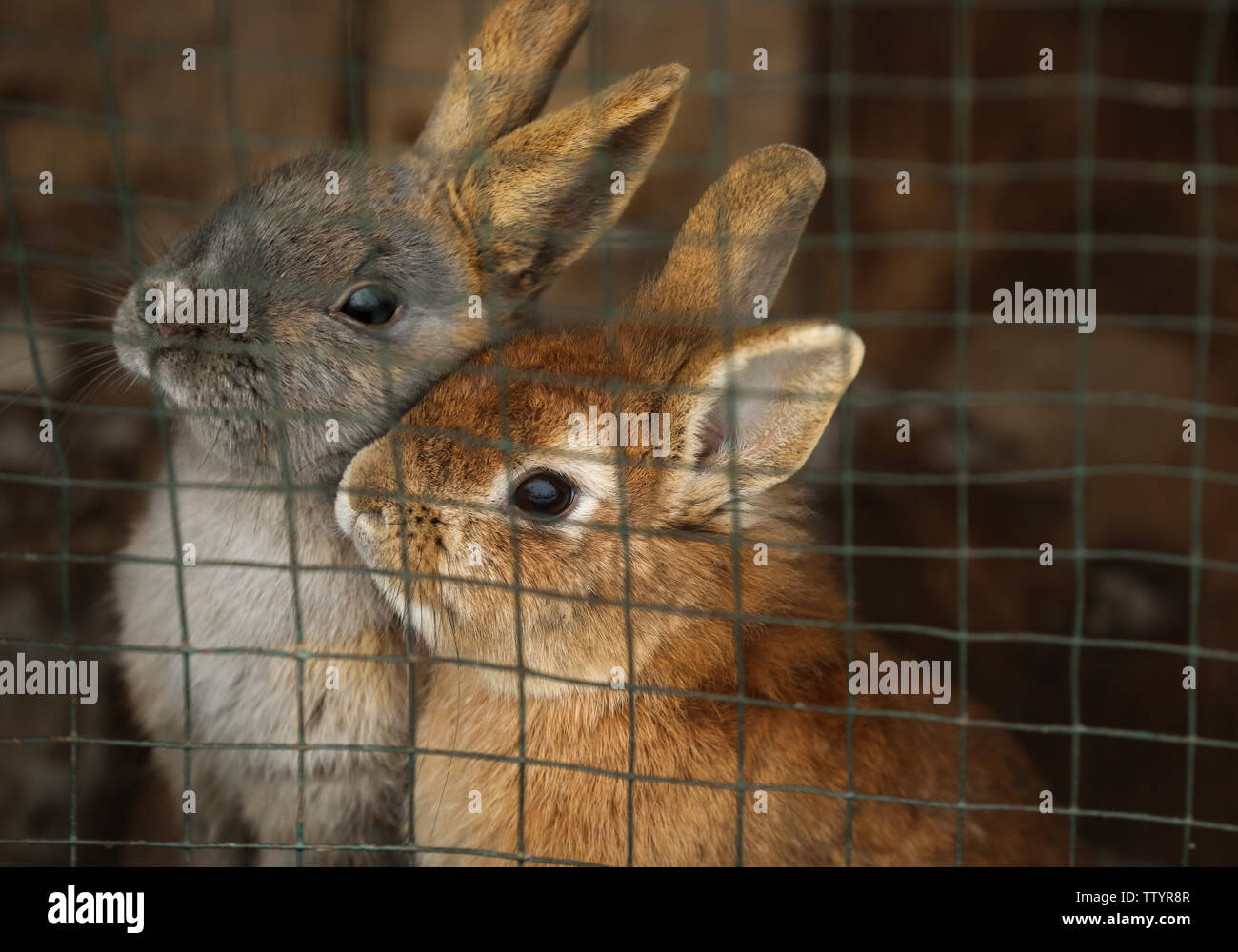 Cute funny rabbits in cage Stock Photo - Alamy
