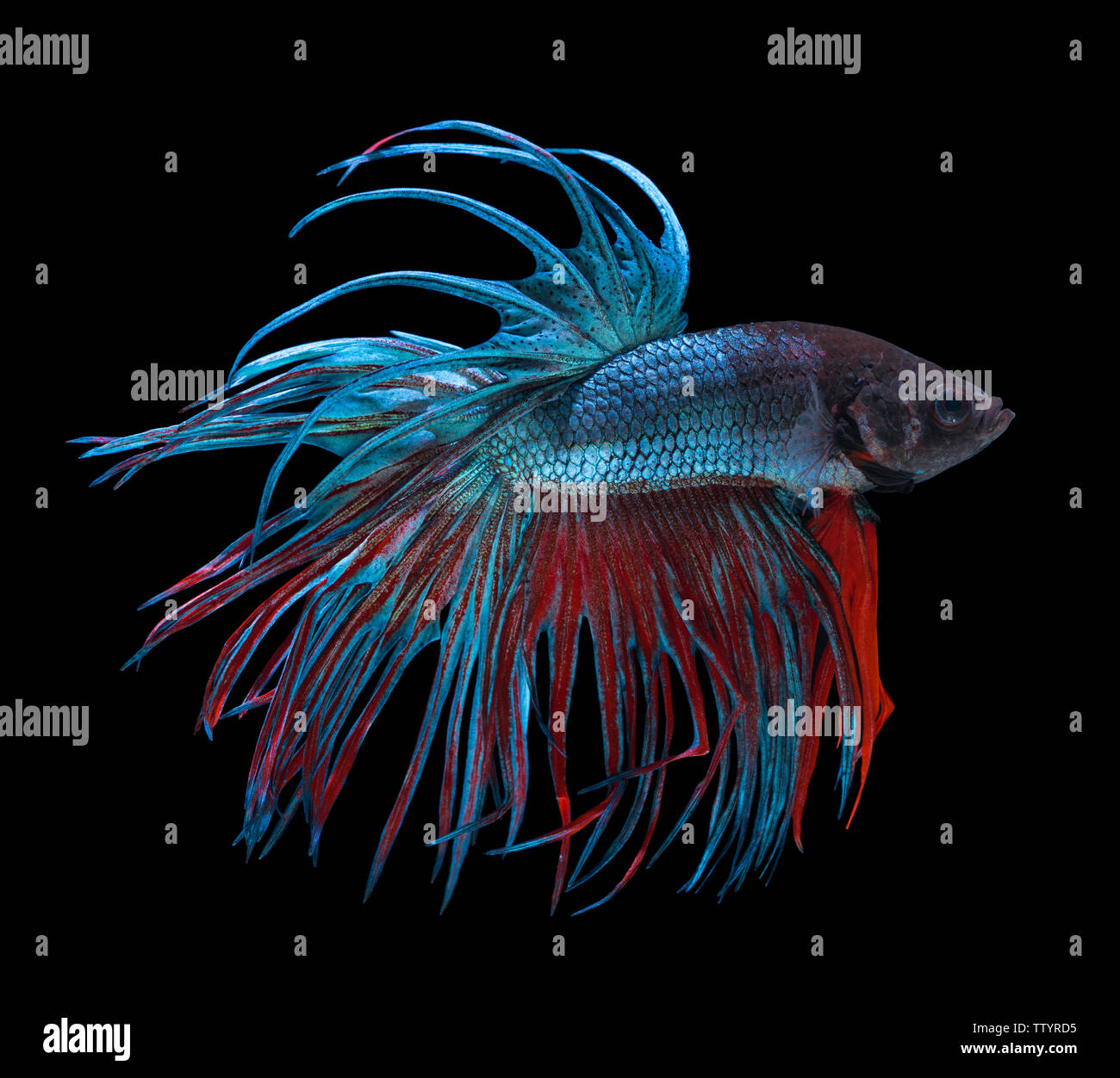 Siamese fighting fish. Betta splenders fish isolated on black Stock ...