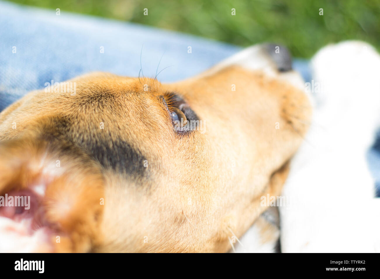 puppy beagle dog rear view Stock Photo - Alamy