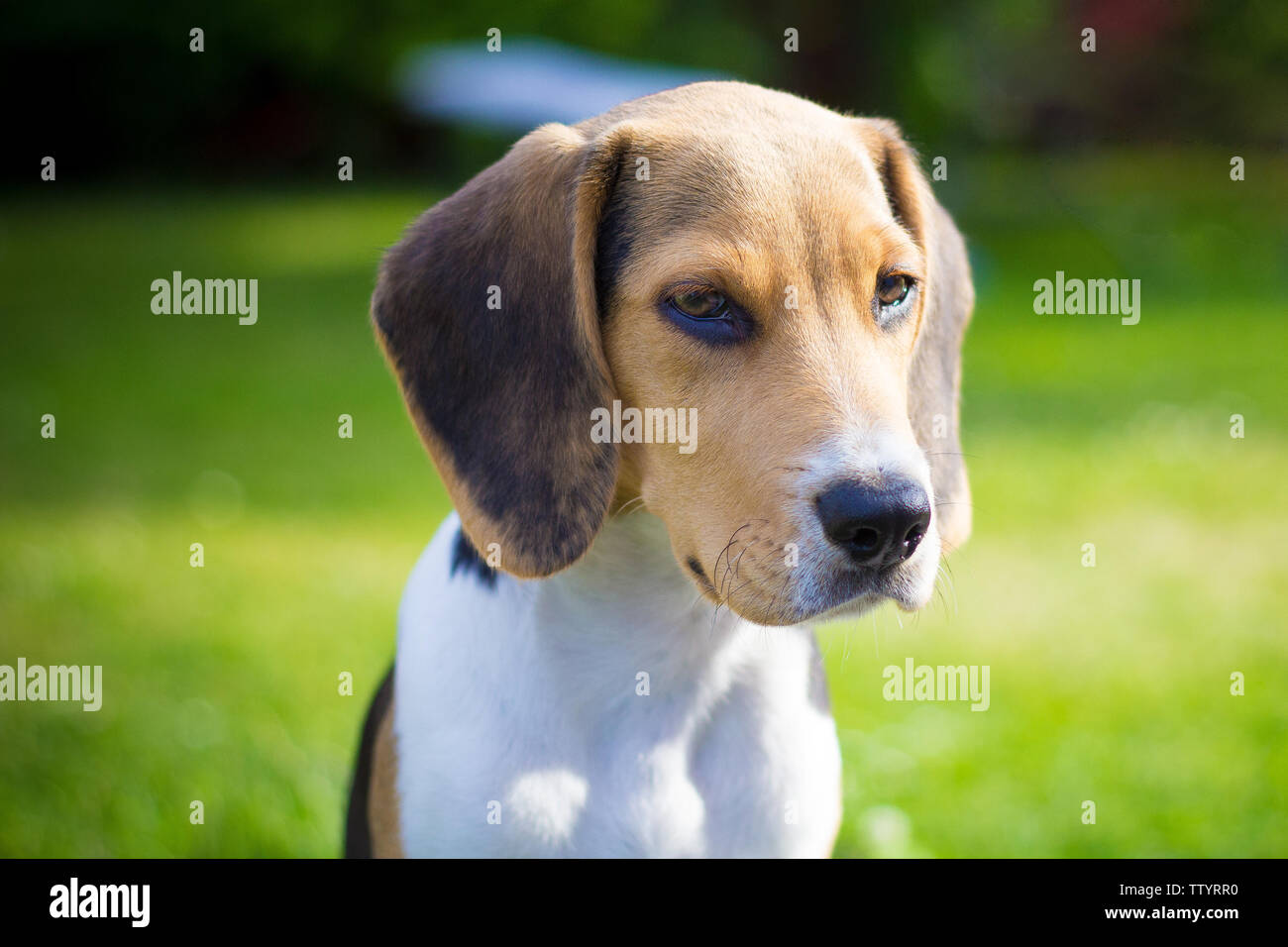 puppy beagle dog portrait Stock Photo - Alamy