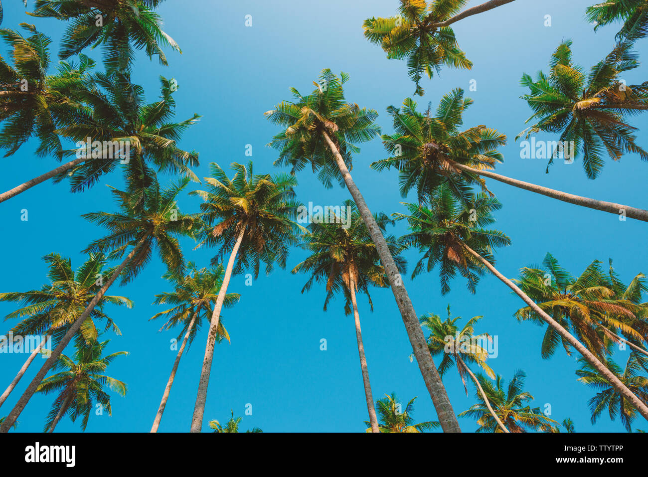 Coconut palms tropical forest Stock Photo - Alamy