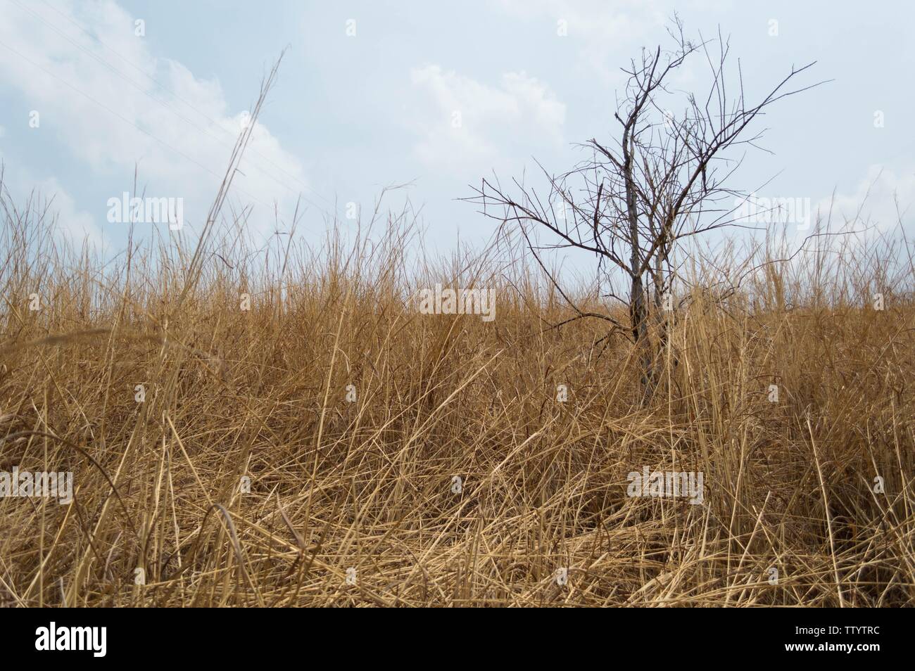 Dried out field with dry grass and tree branches Stock Photo - Alamy