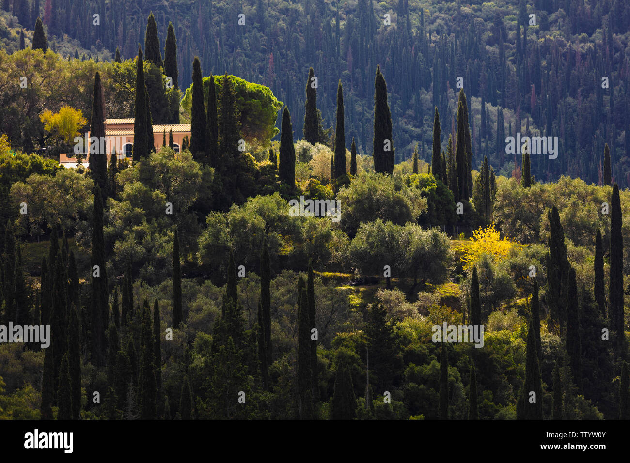 Forest with cypress trees on Corfu island Stock Photo - Alamy