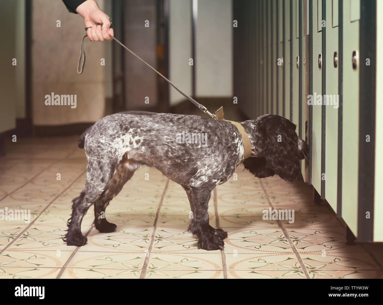 Dog looking for drugs in luggage storage Stock Photo - Alamy
