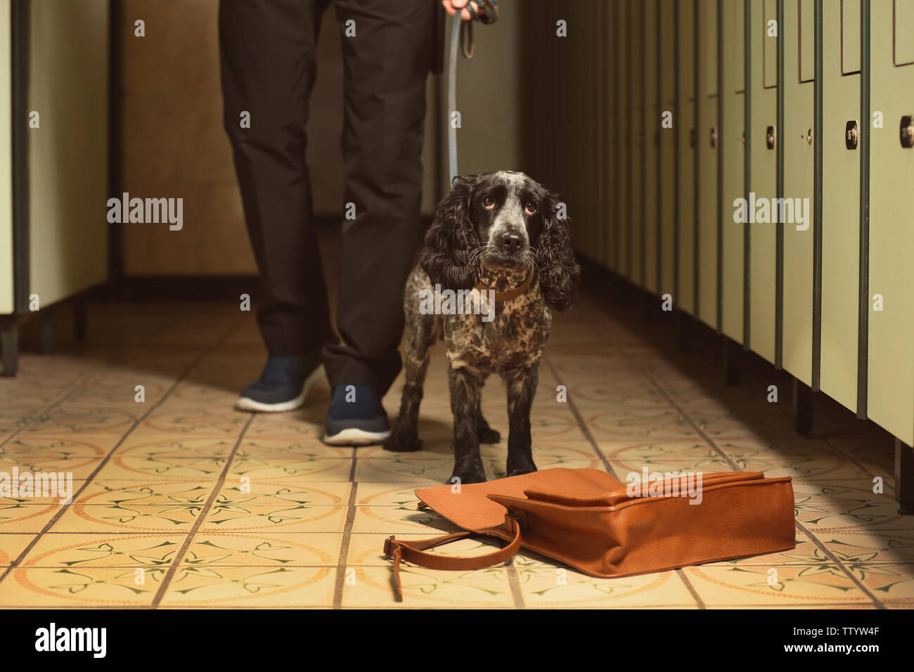 Dog looking for drugs in luggage storage Stock Photo - Alamy