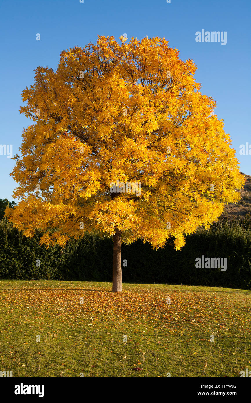 Yellow Ash Tree High Resolution Stock Photography and Images - Alamy