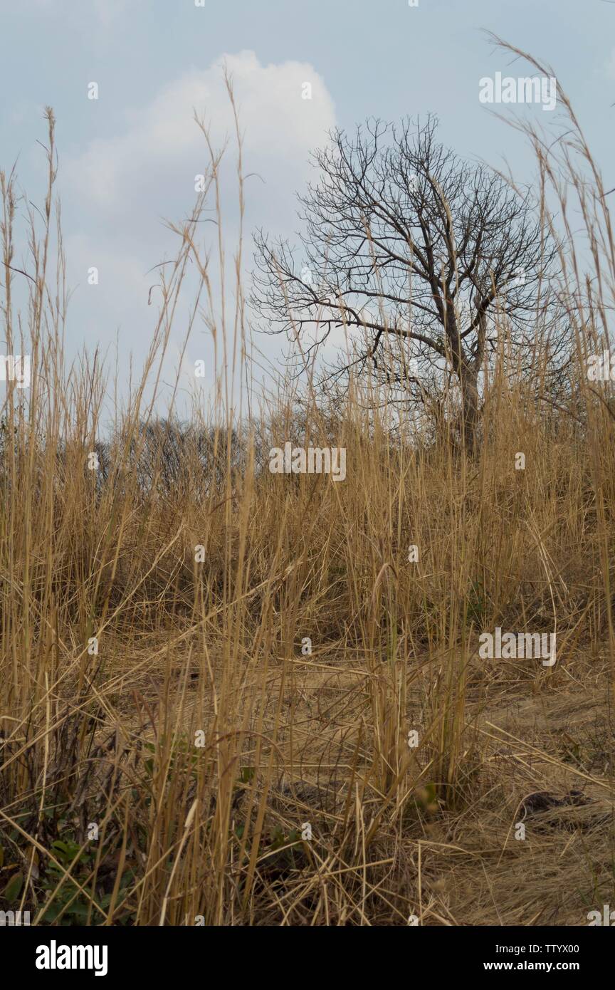Dried out field with dry grass and tree branches Stock Photo - Alamy
