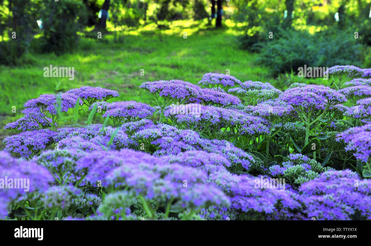 Red Jingtian flower picture Stock Photo - Alamy