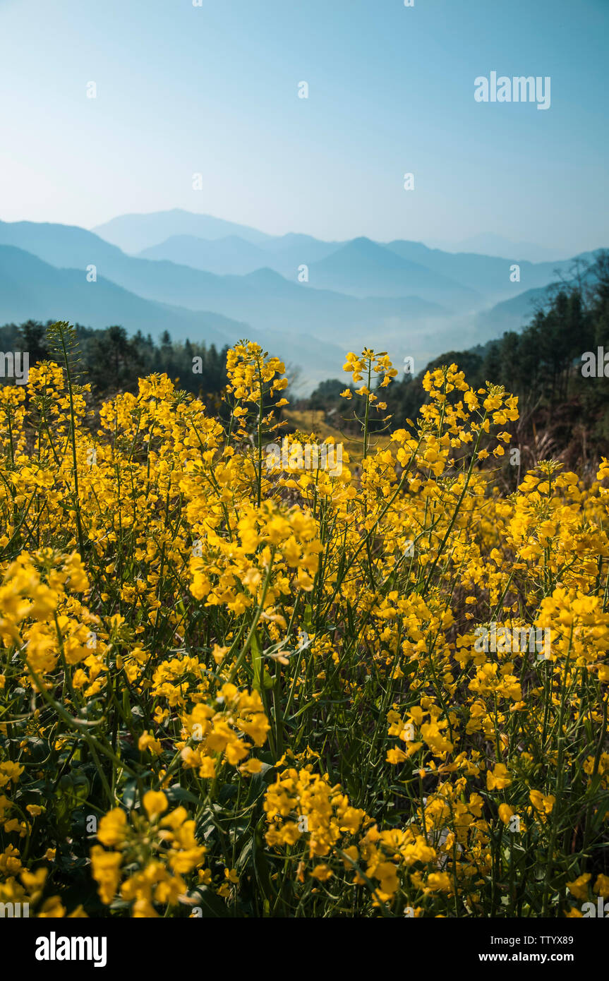 oilfield flower field Stock Photo - Alamy