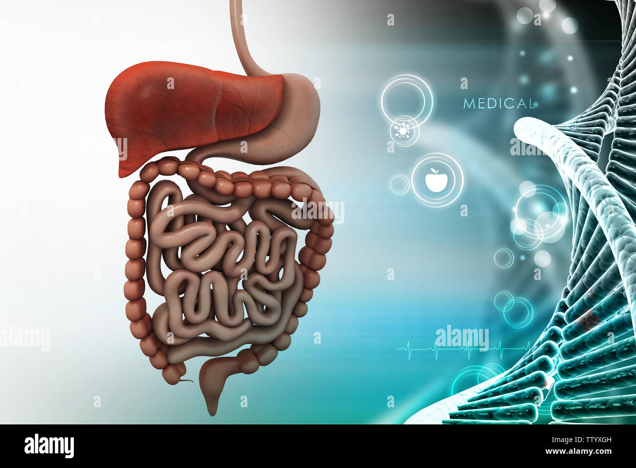 human digestive system Stock Photo - Alamy