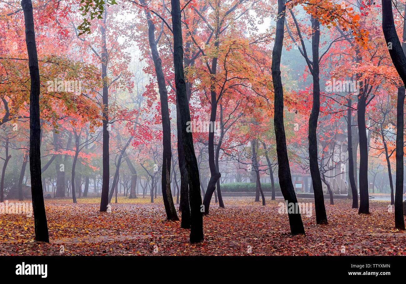 Suzhou garden mist hi-res stock photography and images - Alamy