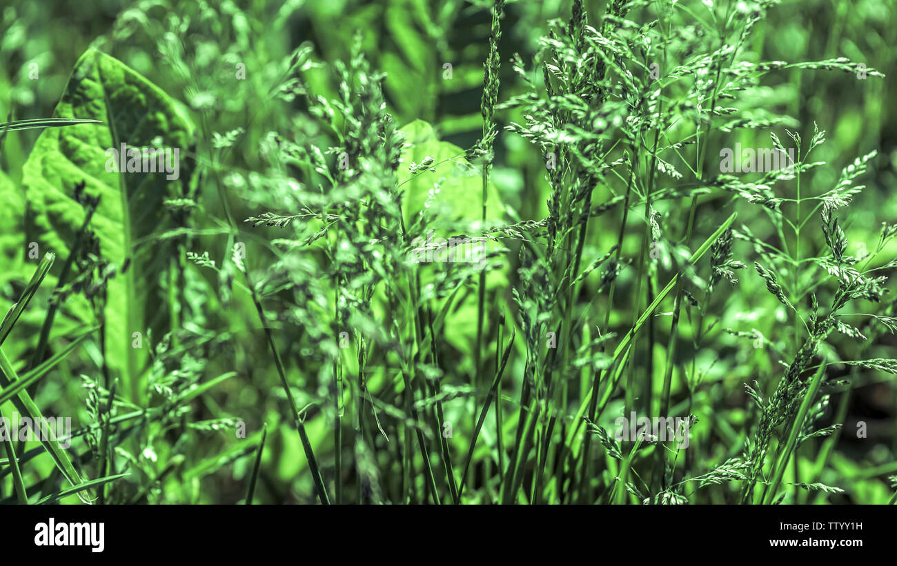 Green grass natural background texture, Lawn for the background Stock ...