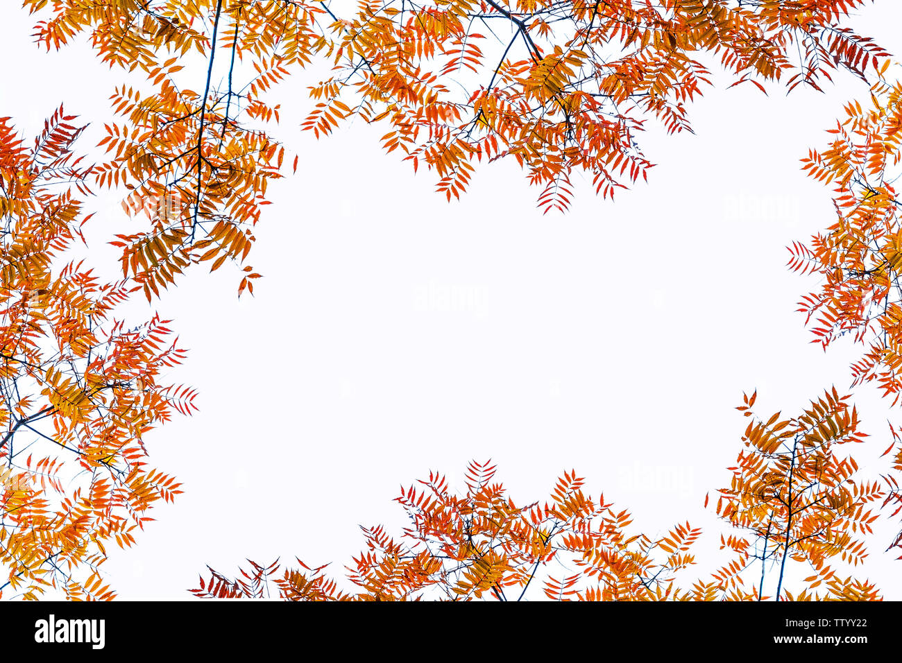 Leaf background frame Stock Photo - Alamy