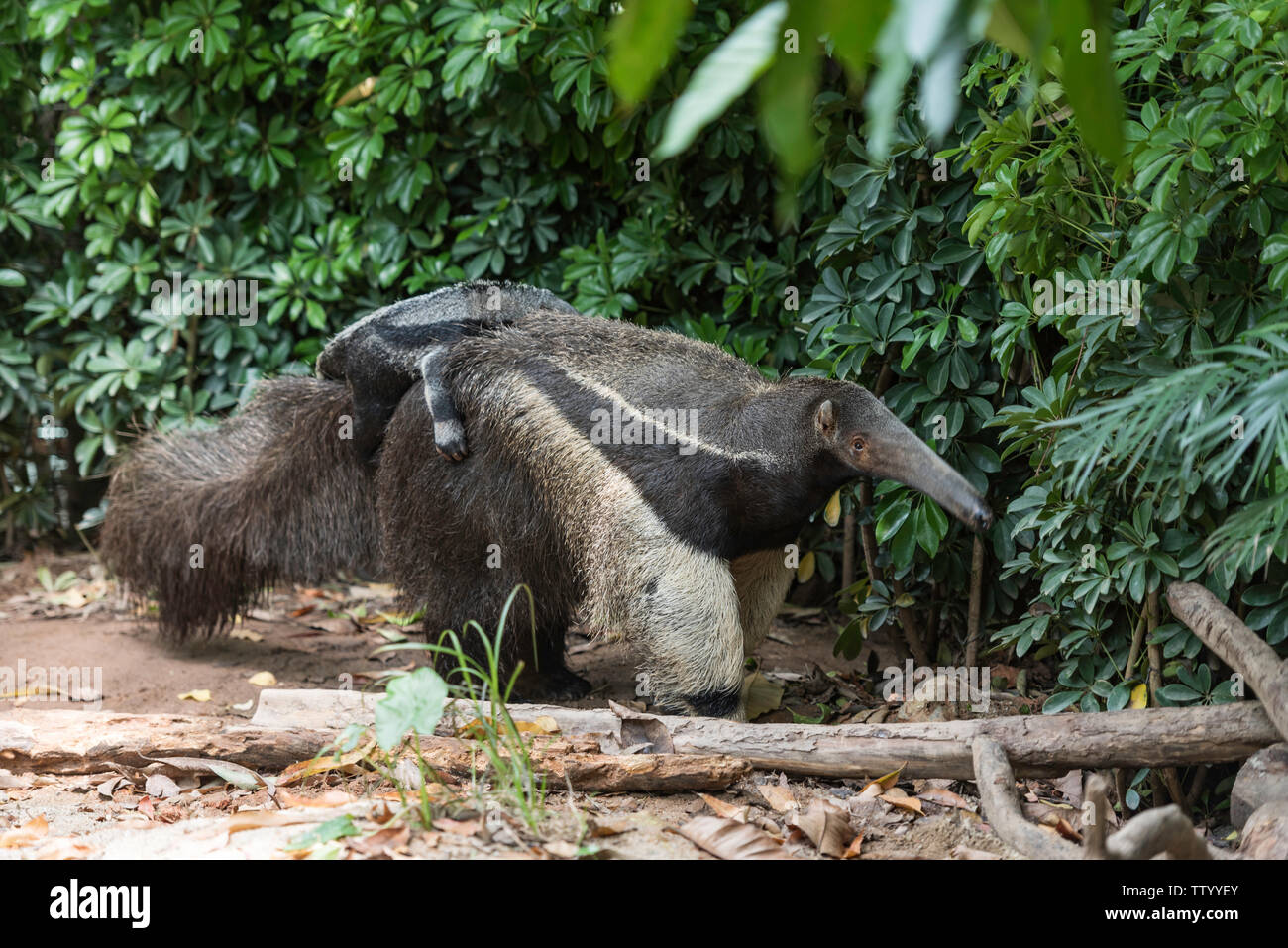Big anteater hi-res stock photography and images - Alamy