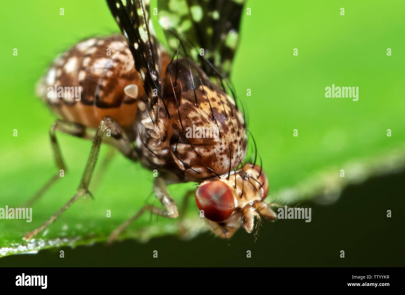 Macro Photography of Little Spotted Fly or Trypetisoma sticticum on ...
