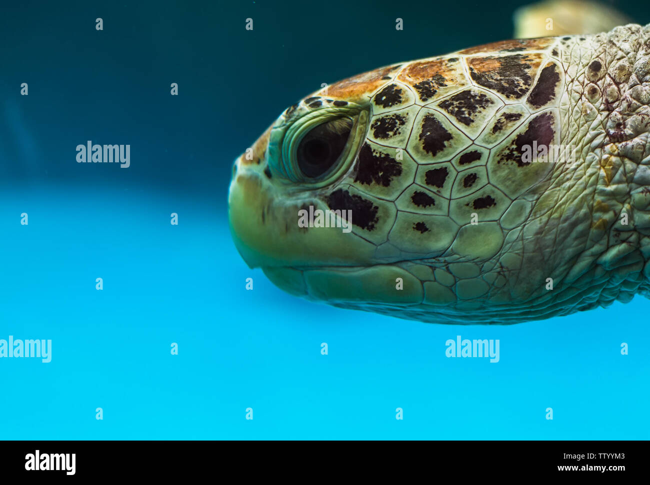 Sea turtle head close-up Stock Photo - Alamy