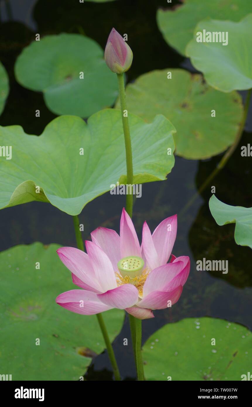 Lotus, Xia Ho, Lotus, Photography Stock Photo - Alamy